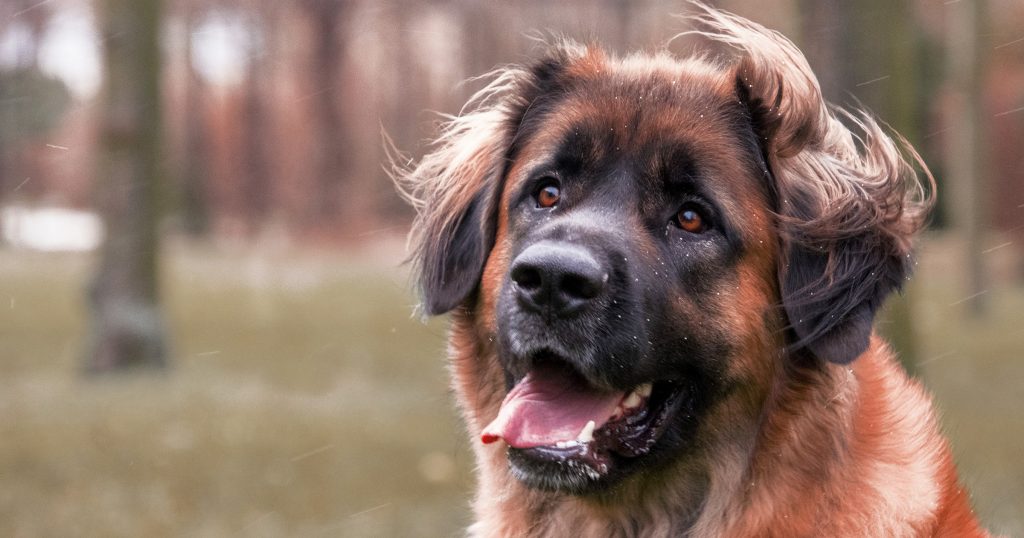 Addisonin tauti koiralla – oireet ja hoito – TassuApu