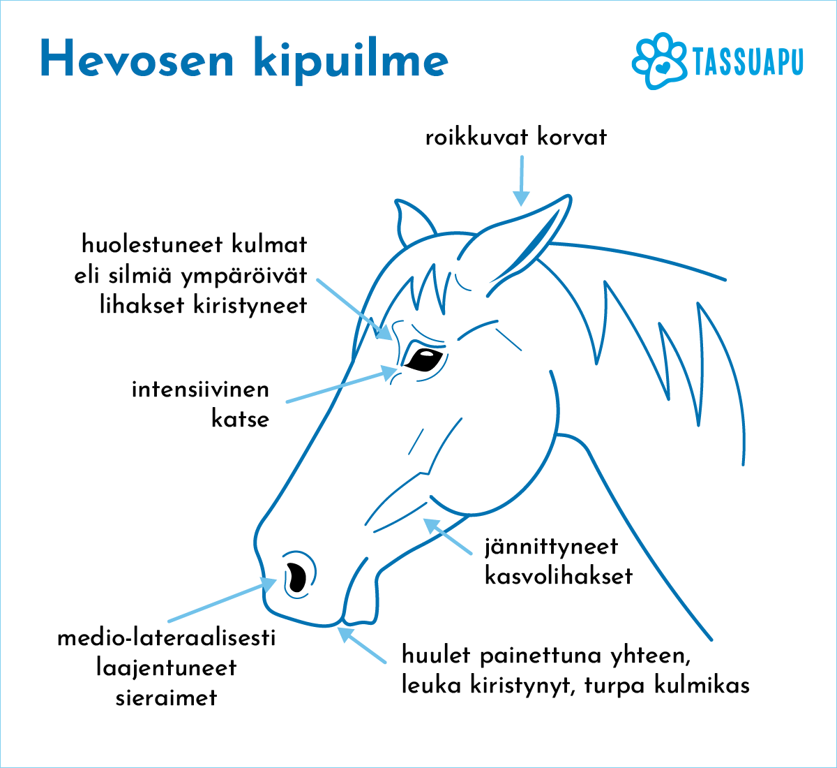 Hevosen ähky – syyt, oireet ja hoito – TassuApu